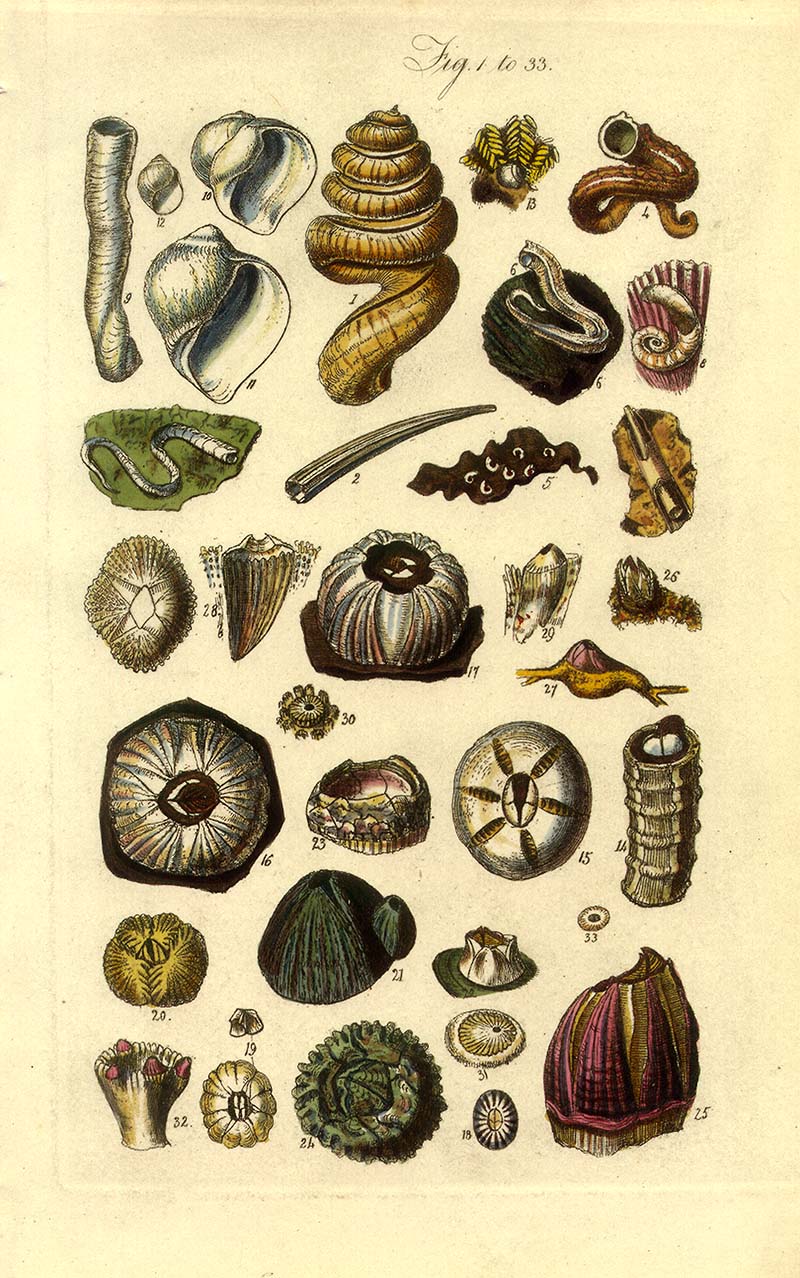 Stunning Free Vintage Shell Posters And Images - Picture Box Blue