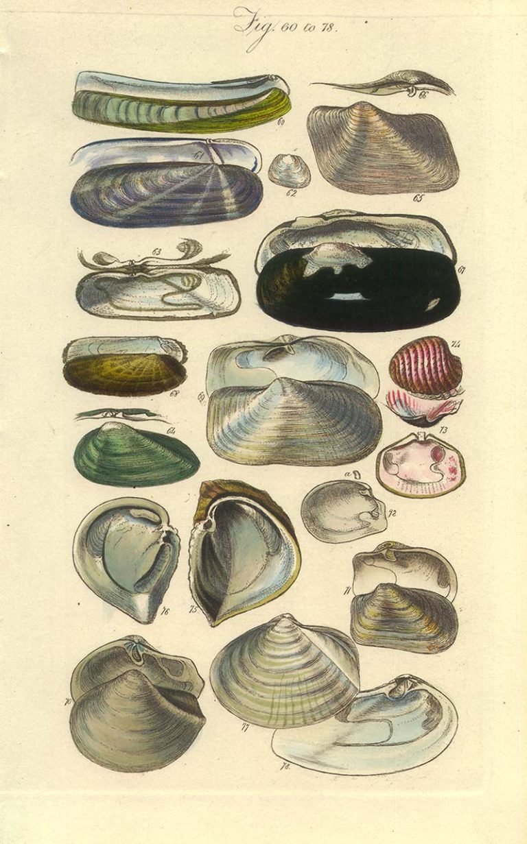 Stunning Free Vintage Shell Posters And Images - Picture Box Blue