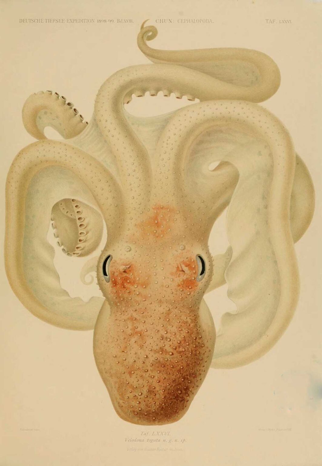 34 Awesome Copyright Free Vintage Octopus Illustrations & Art - Picture ...