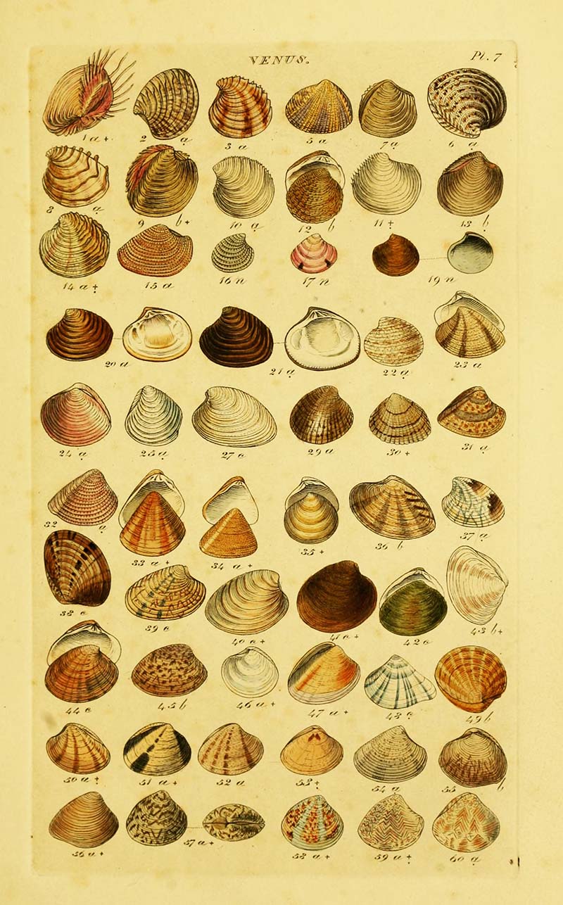 Stunning Free Vintage Shell Posters And Images - Picture Box Blue