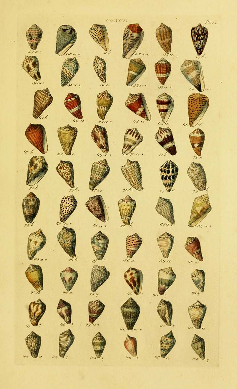 Stunning Free Vintage Shell Posters And Images - Picture Box Blue