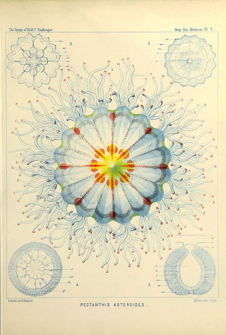 29 Free Ernst Haeckel Prints -Fabulous Nature Wall Art - Picture Box Blue