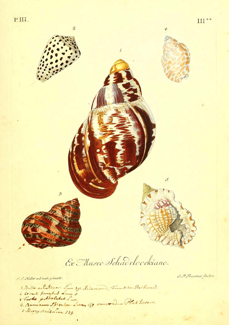 Stunning Free Vintage Shell Posters And Images - Picture Box Blue