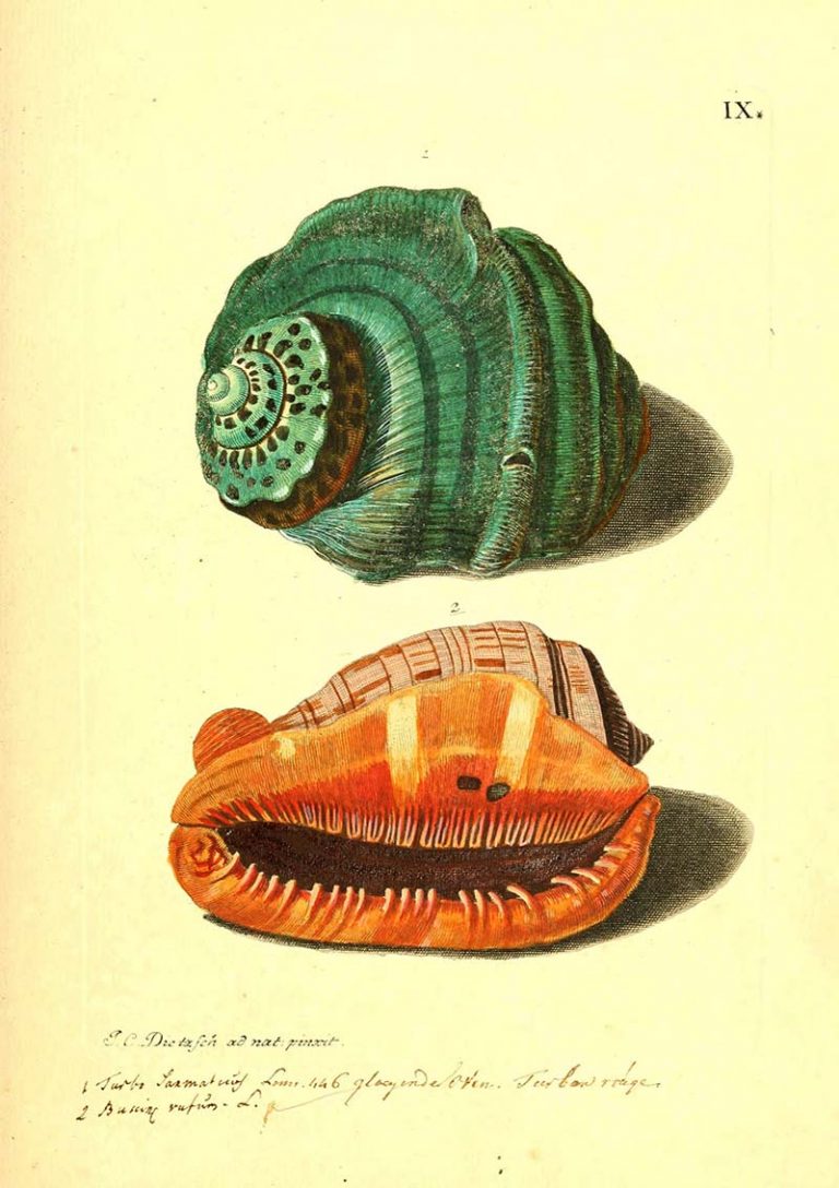 Stunning Free Vintage Shell Posters And Images - Picture Box Blue