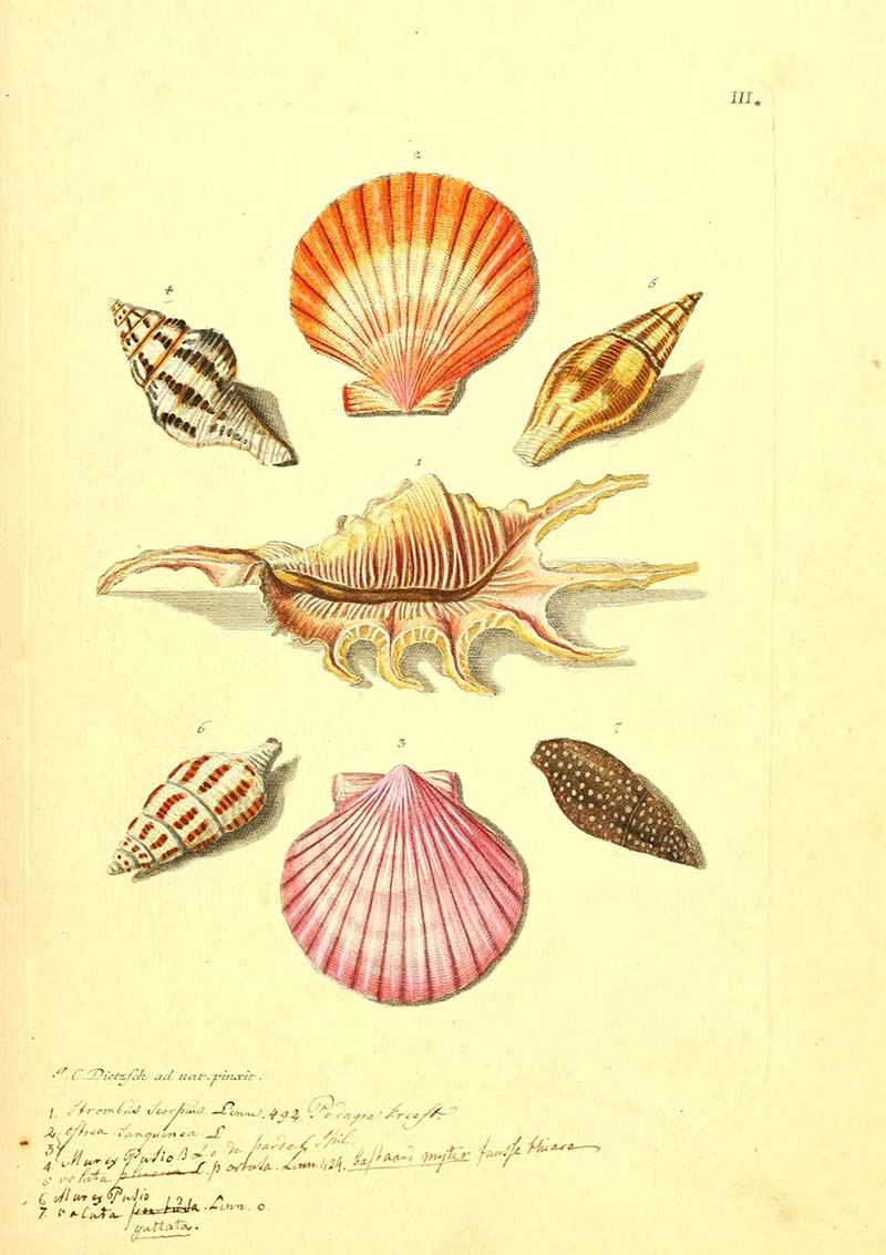 Stunning Free Vintage Shell Posters And Images - Picture Box Blue