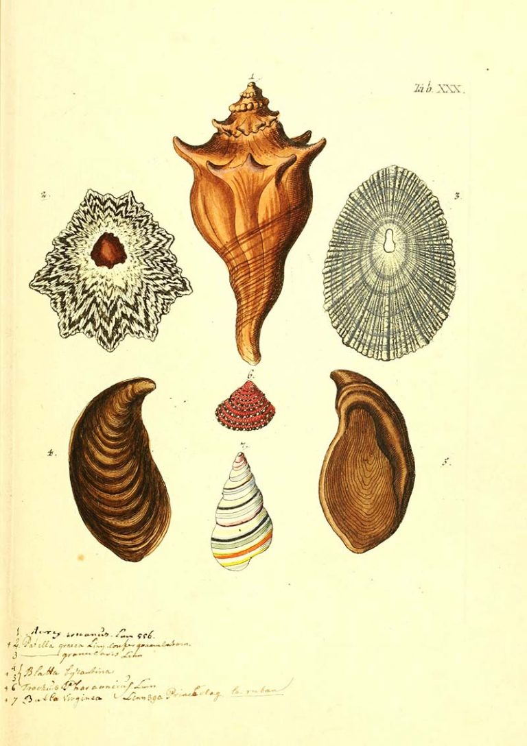 Stunning Free Vintage Shell Posters And Images - Picture Box Blue