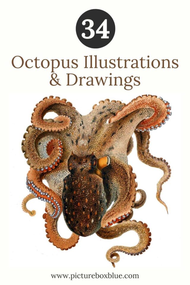 34 Awesome Copyright Free Vintage Octopus Illustrations & Art - Picture ...