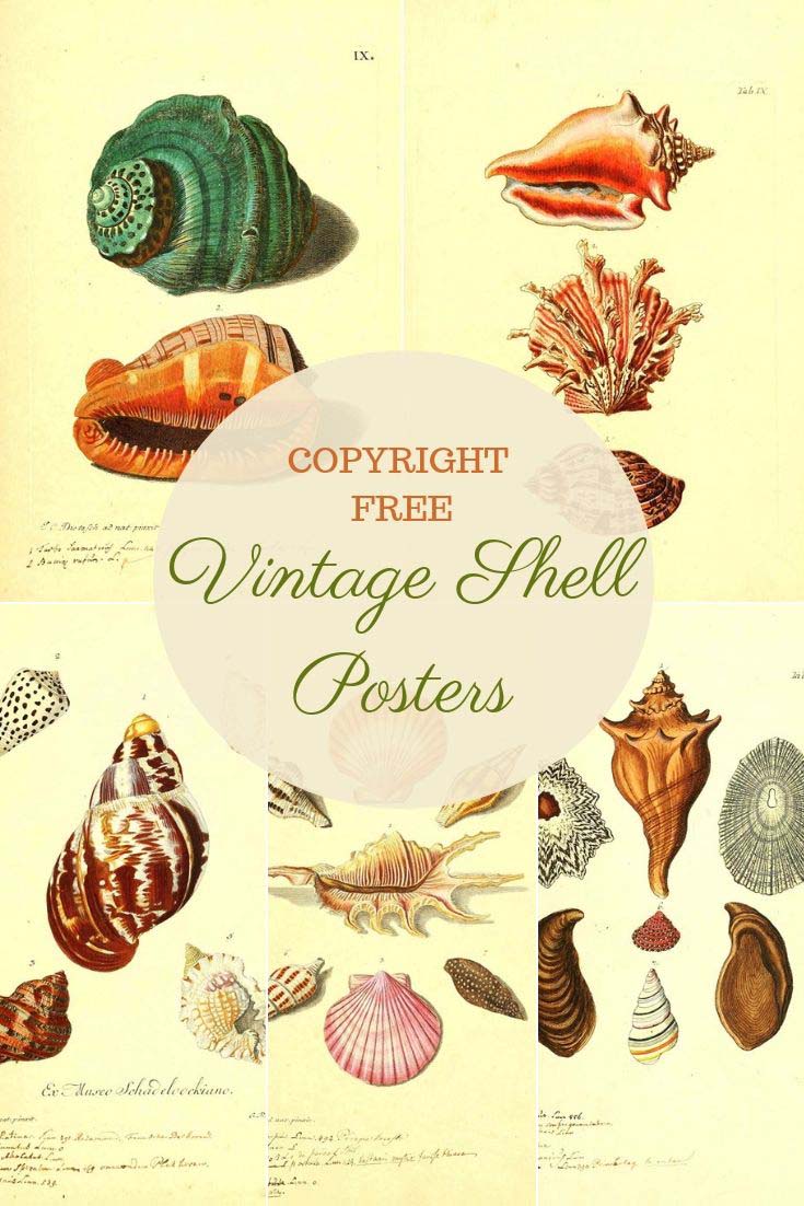 Stunning Free Vintage Shell Posters And Images - Picture Box Blue