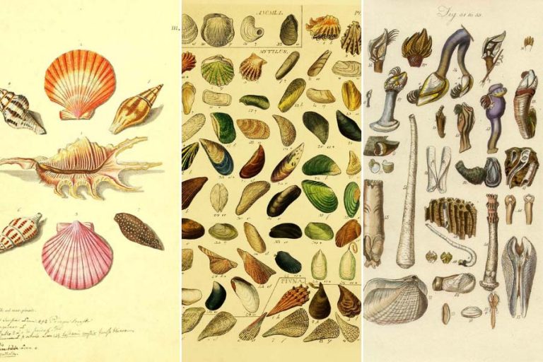 Sealife - Picture Box Blue