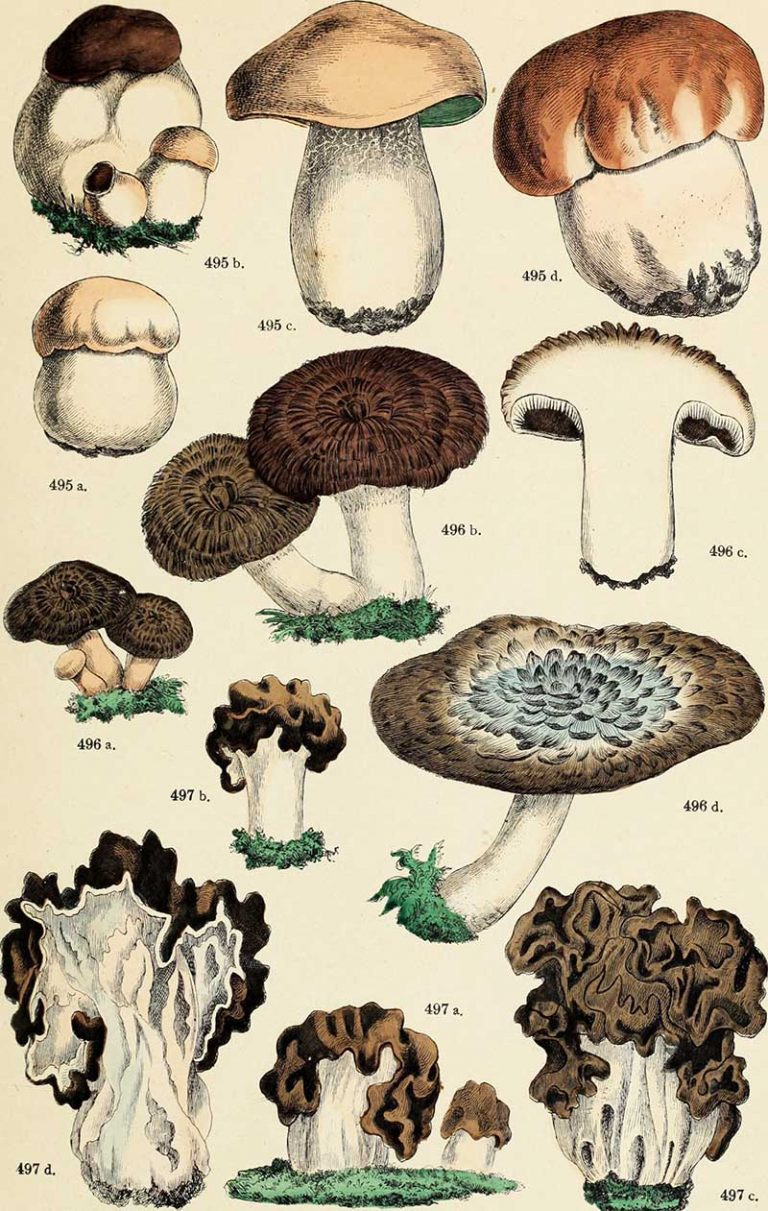 21 Free Mushroom Charts And Mushroom Illustrations To Print - Picture ...