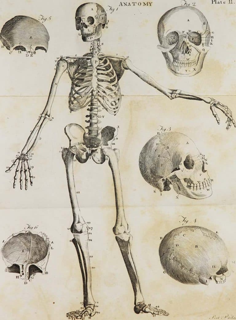 Free Skeleton Prints for Art, Anatomy & Halloween - Picture Box Blue