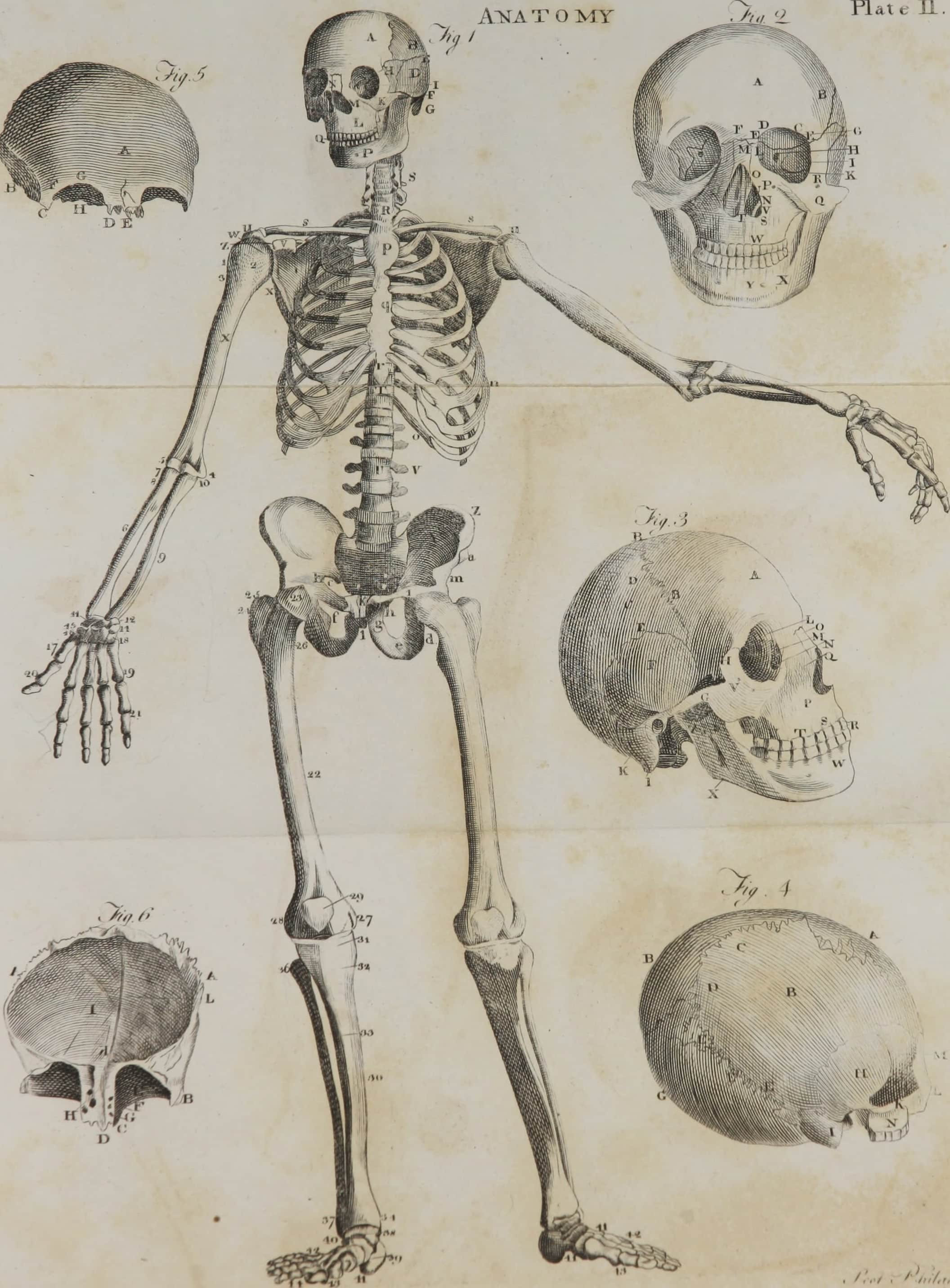 Free Skeleton Prints for Art, Anatomy & Halloween - Picture Box Blue