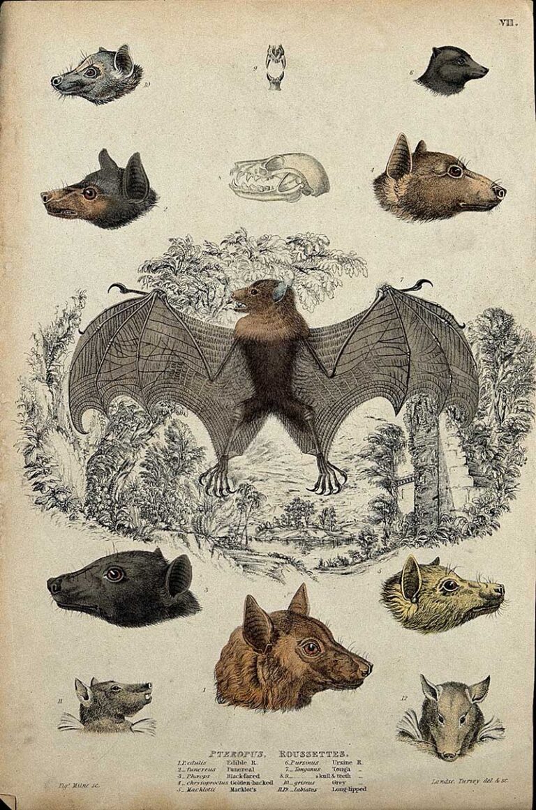 21 Free Spooky Vintage Bat Drawings For Halloween - Picture Box Blue