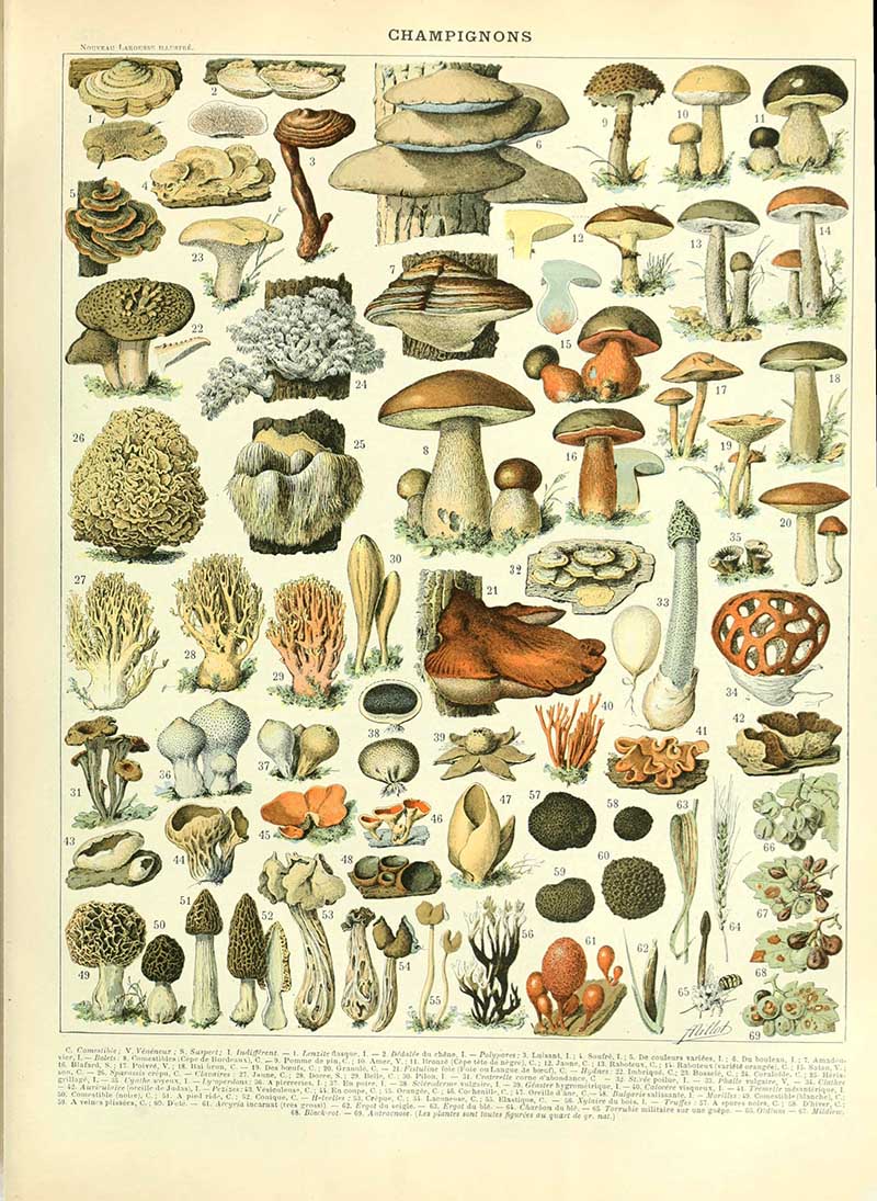 21 Free Mushroom Charts And Mushroom Illustrations To Print - Picture ...