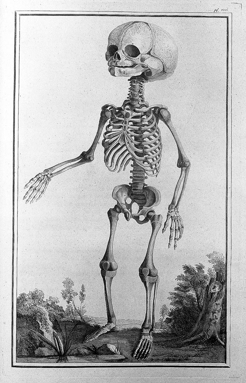 Free Skeleton Prints for Art, Anatomy & Halloween - Picture Box Blue