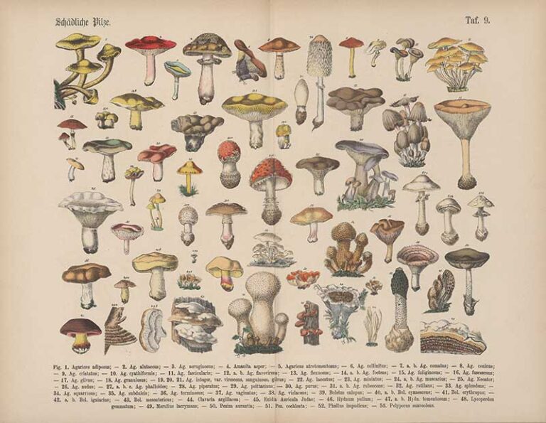 21 Free Mushroom Charts And Mushroom Illustrations To Print - Picture ...
