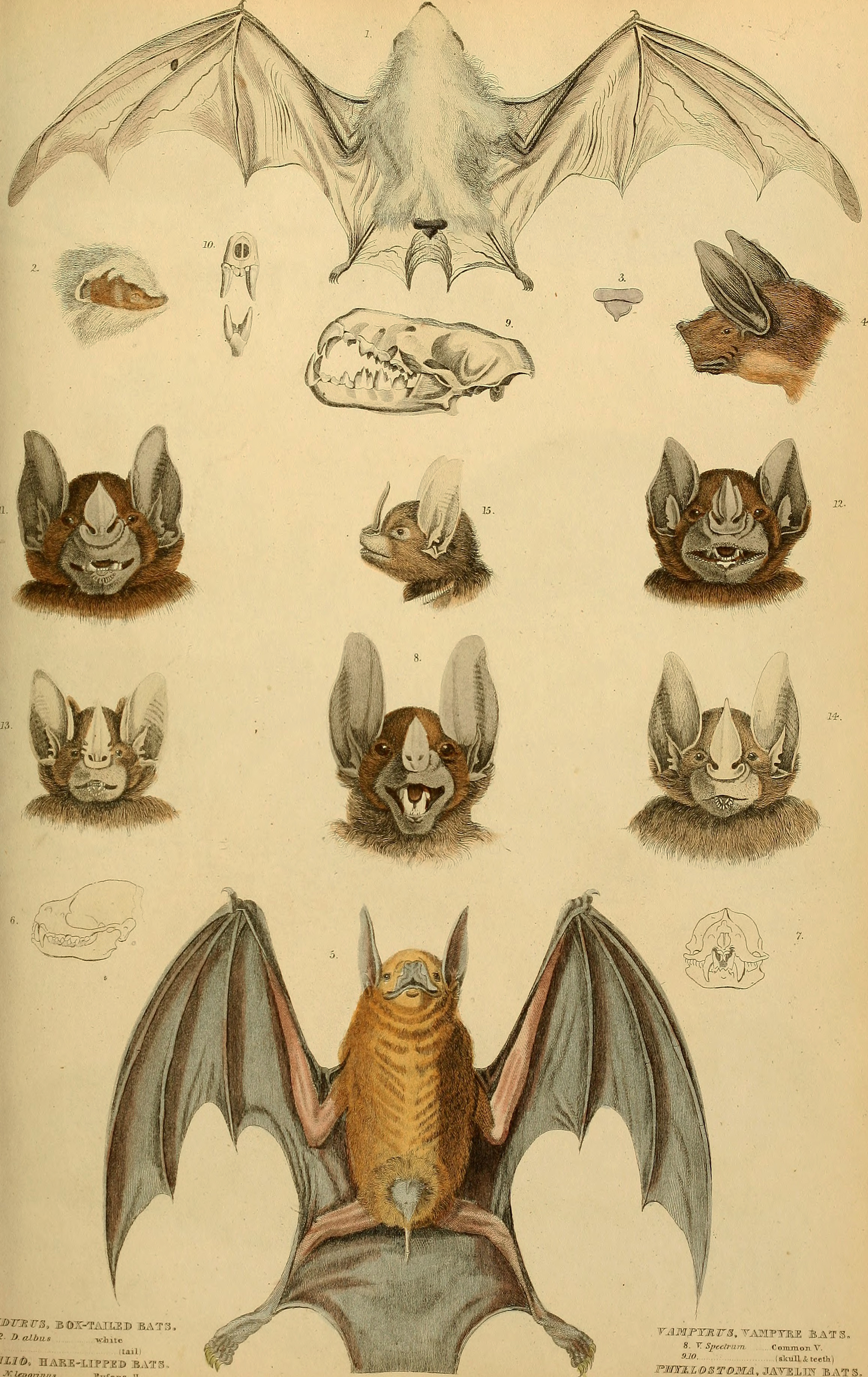 21 Free Spooky Vintage Bat Drawings For Halloween - Picture Box Blue