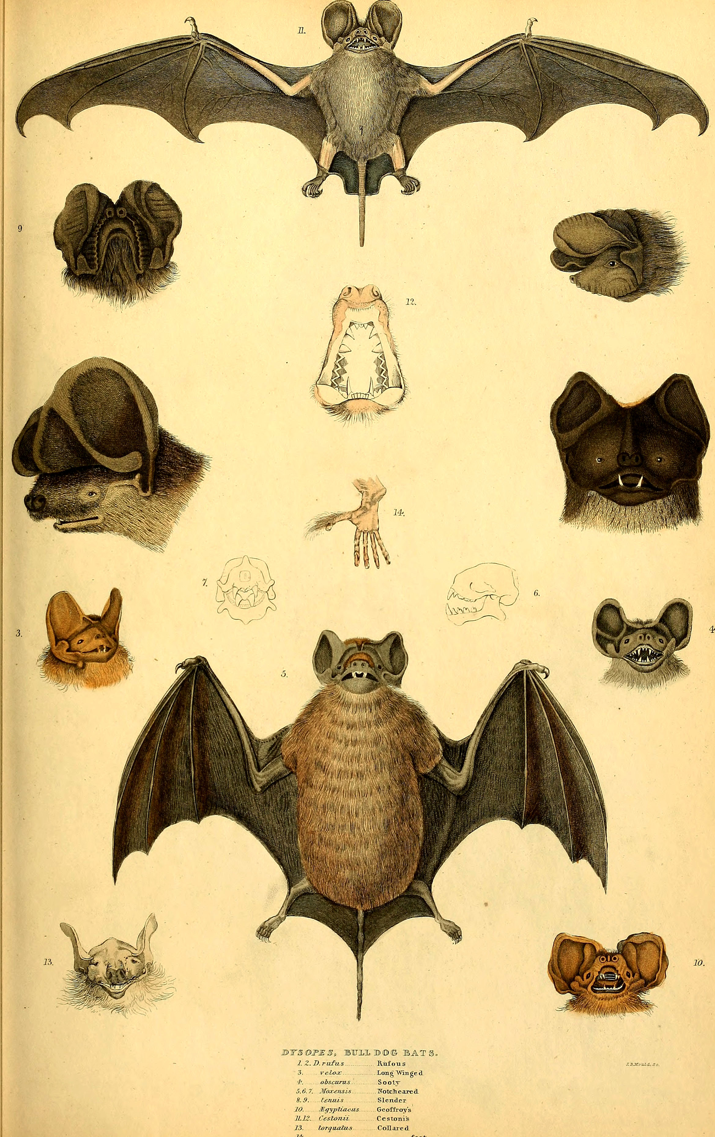 21 Free Spooky Vintage Bat Drawings For Halloween - Picture Box Blue