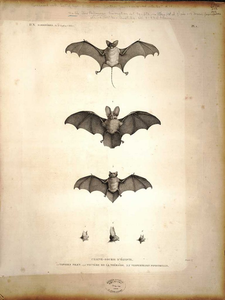 21 Free Spooky Vintage Bat Drawings For Halloween - Picture Box Blue