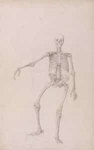 Free Skeleton Prints for Art, Anatomy & Halloween - Picture Box Blue