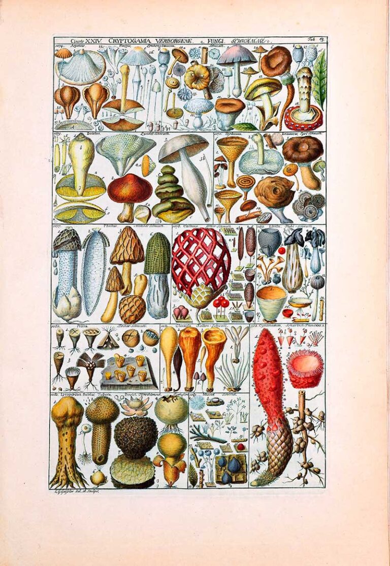 21 Free Mushroom Charts And Mushroom Illustrations To Print - Picture ...