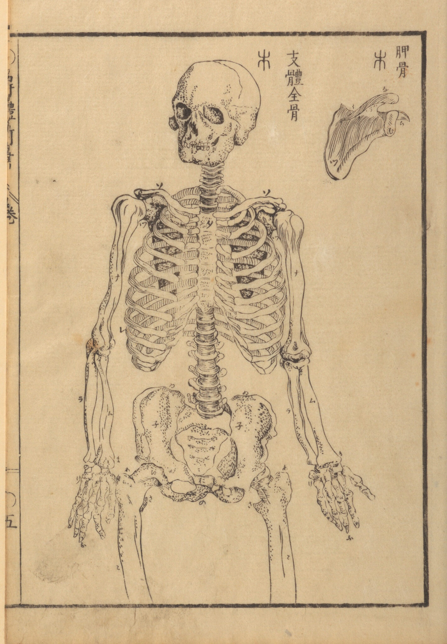 Free Skeleton Prints for Art, Anatomy & Halloween - Picture Box Blue