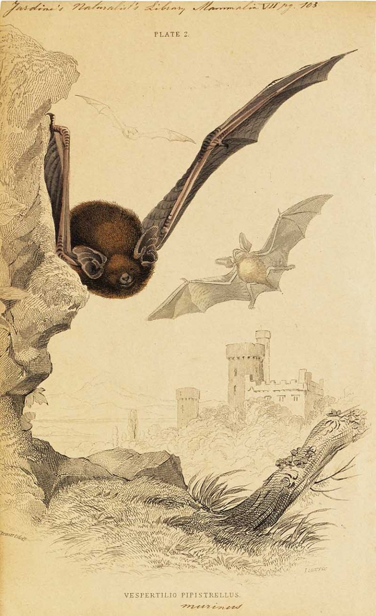 21 Free Spooky Vintage Bat Drawings For Halloween - Picture Box Blue