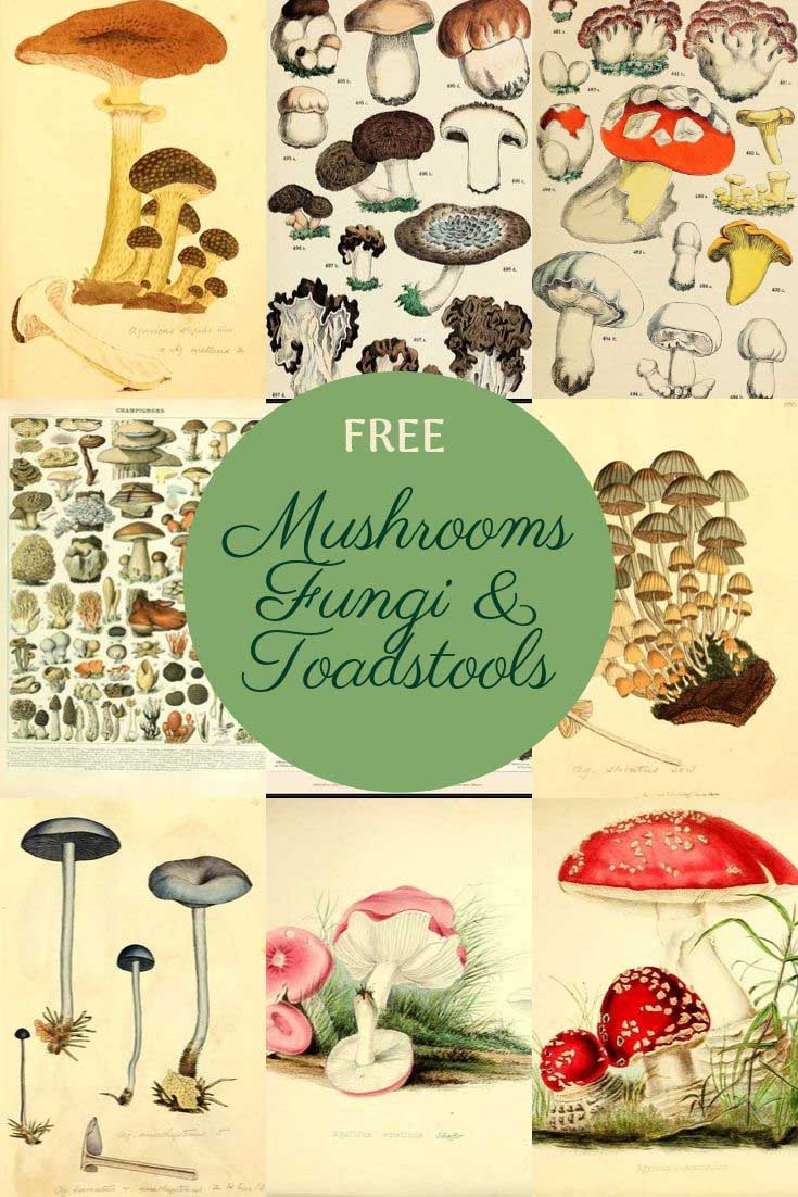 21 Free Mushroom Charts And Mushroom Illustrations To Print - Picture ...