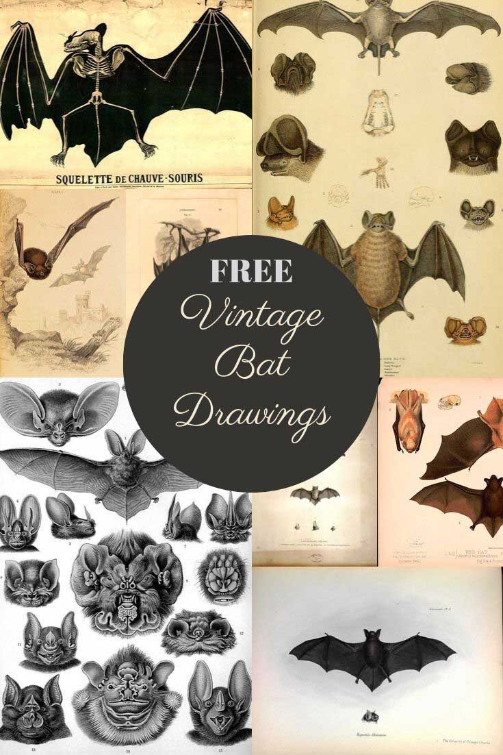 12 Free Spooky Vintage Bat Drawings For Halloween - Picture Box Blue