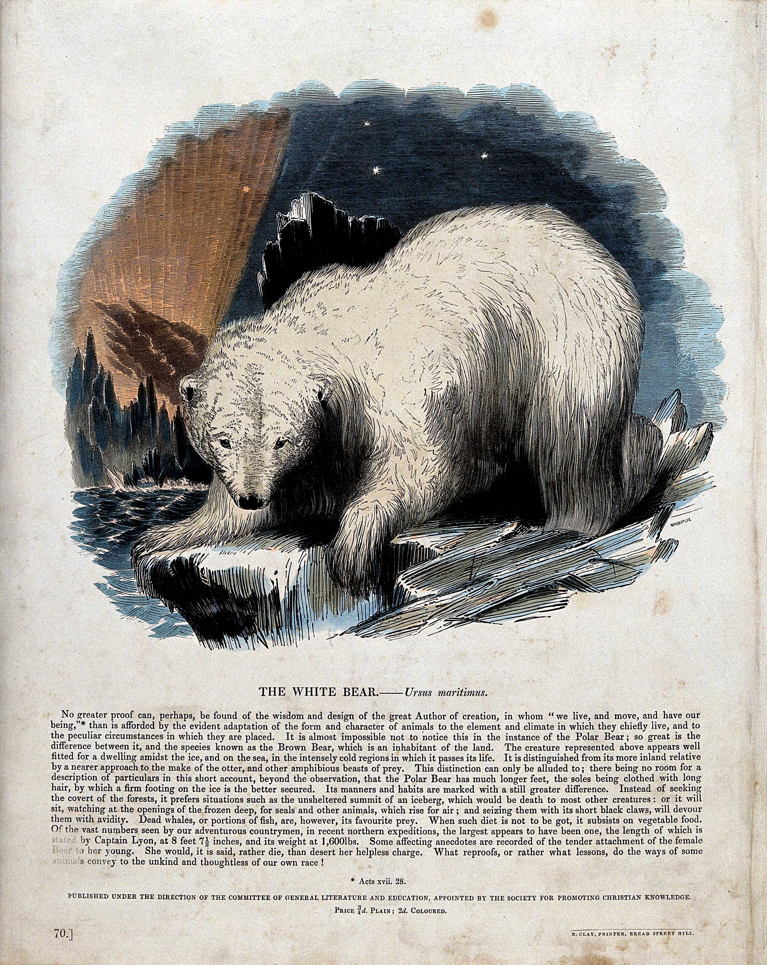 20 Cool Vintage Polar Bear Art Prints Free To Download - Picture Box Blue
