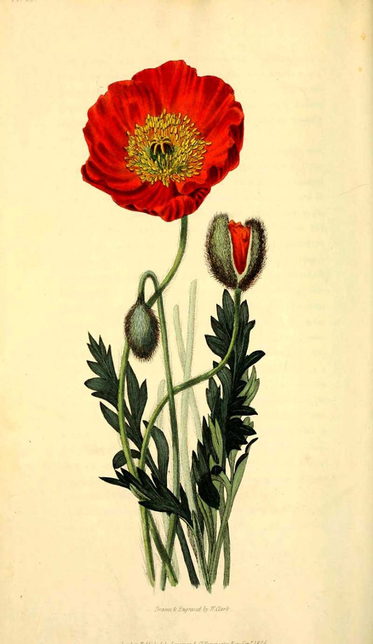 Free Vintage Poppy Pictures To Print & Download - Picture Box Blue