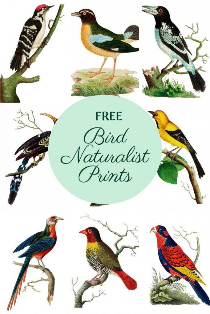 A Visual Aviary: George Shaw’s Naturalist Bird Prints - In The Public ...