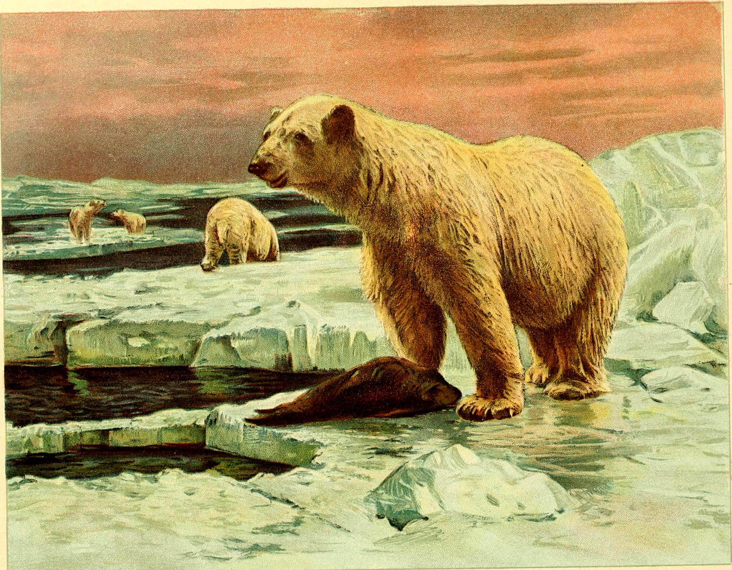 20 Cool Vintage Polar Bear Art Prints Free To Download - Picture Box Blue