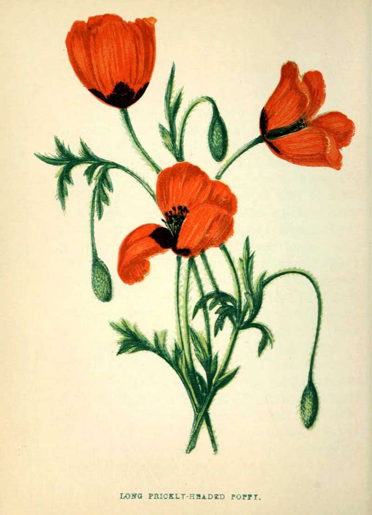 Free Vintage Poppy Pictures To Print & Download - Picture Box Blue