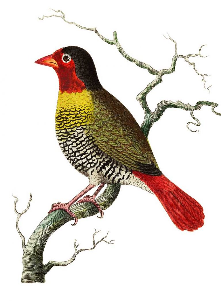 A Visual Aviary: George Shaw’s Naturalist Bird Prints - In The Public ...