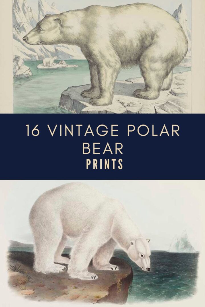 20 Cool Vintage Polar Bear Art Prints Free To Download - Picture Box Blue