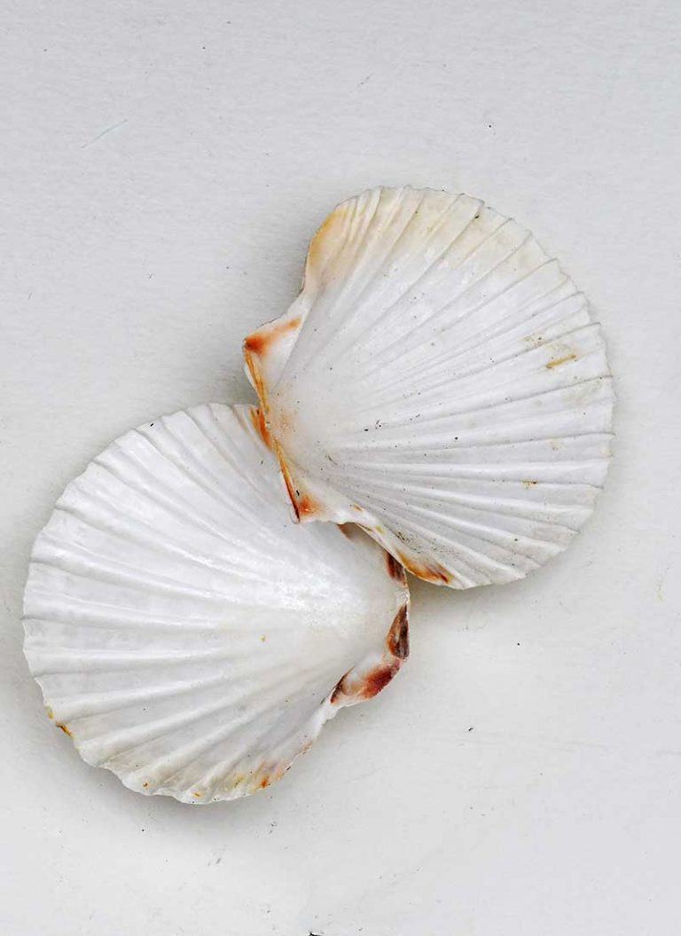 How to Create Beautiful Decoupage Shell Dishes Easily - Picture Box Blue