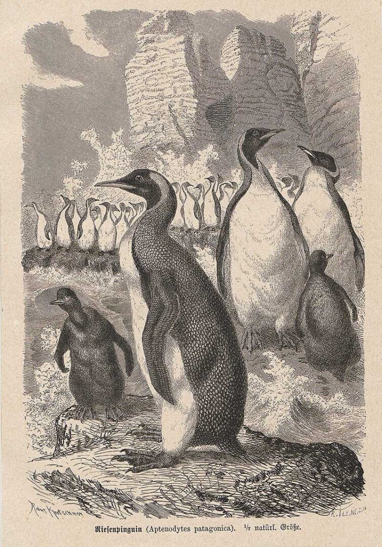 A Cool Collection Of Free Vintage Penguin Illustrations - Picture Box Blue