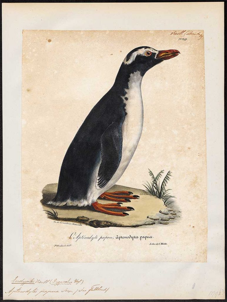 A Cool Collection Of Free Vintage Penguin Illustrations - Picture Box Blue