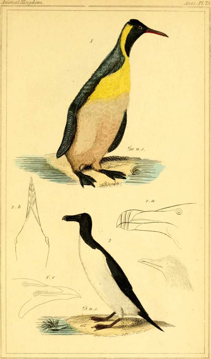 A Cool Collection Of Free Vintage Penguin Illustrations - Picture Box Blue