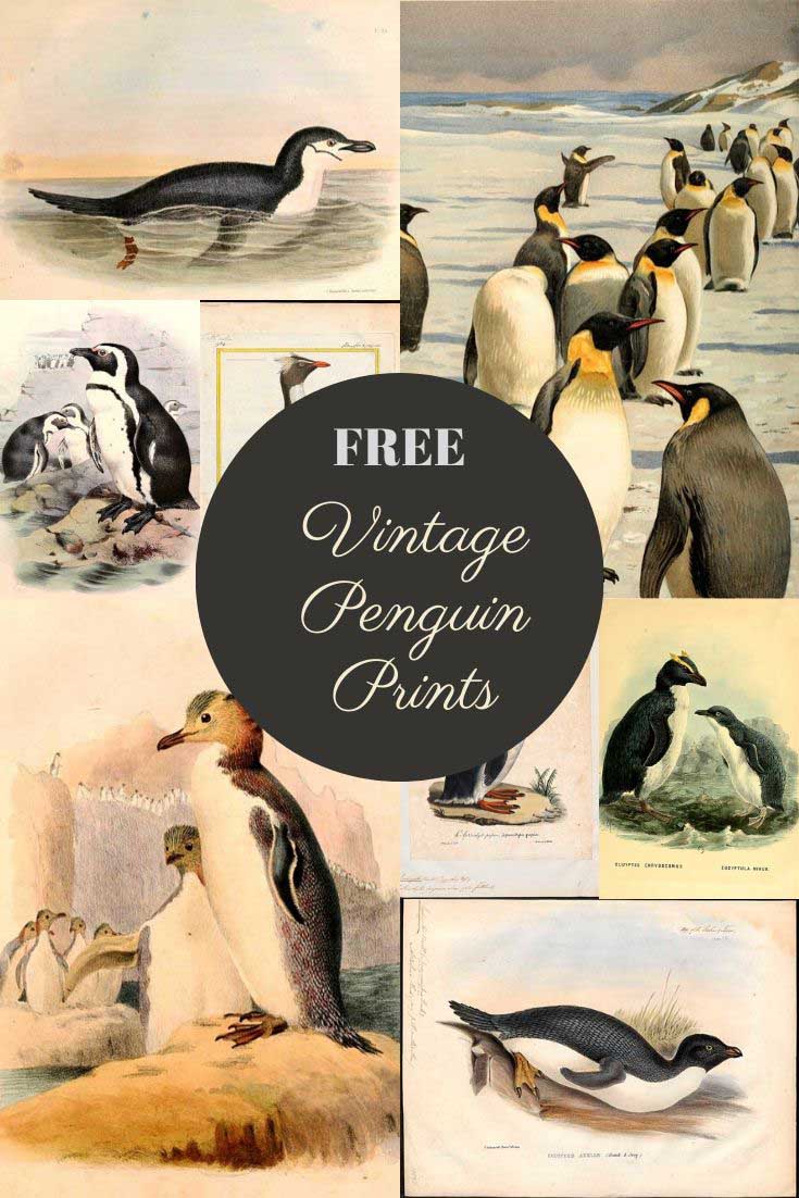 A Cool Collection Of Free Vintage Penguin Illustrations - Picture Box Blue