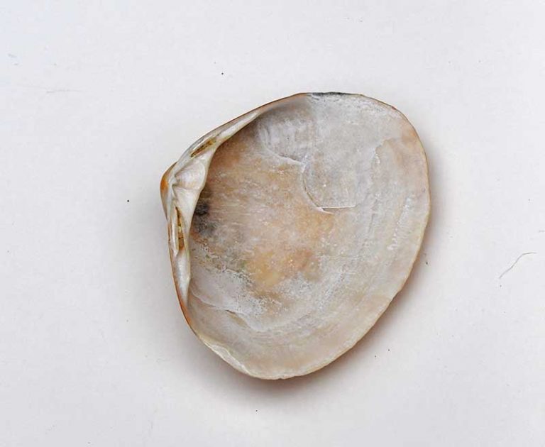 How To Make A Map Seashell Gift For Christmas - Picture Box Blue