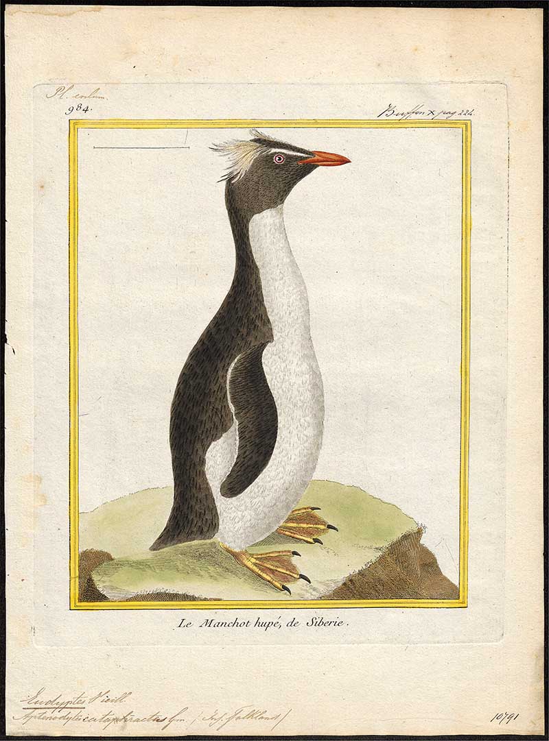 A Cool Collection Of Free Vintage Penguin Illustrations - Picture Box Blue