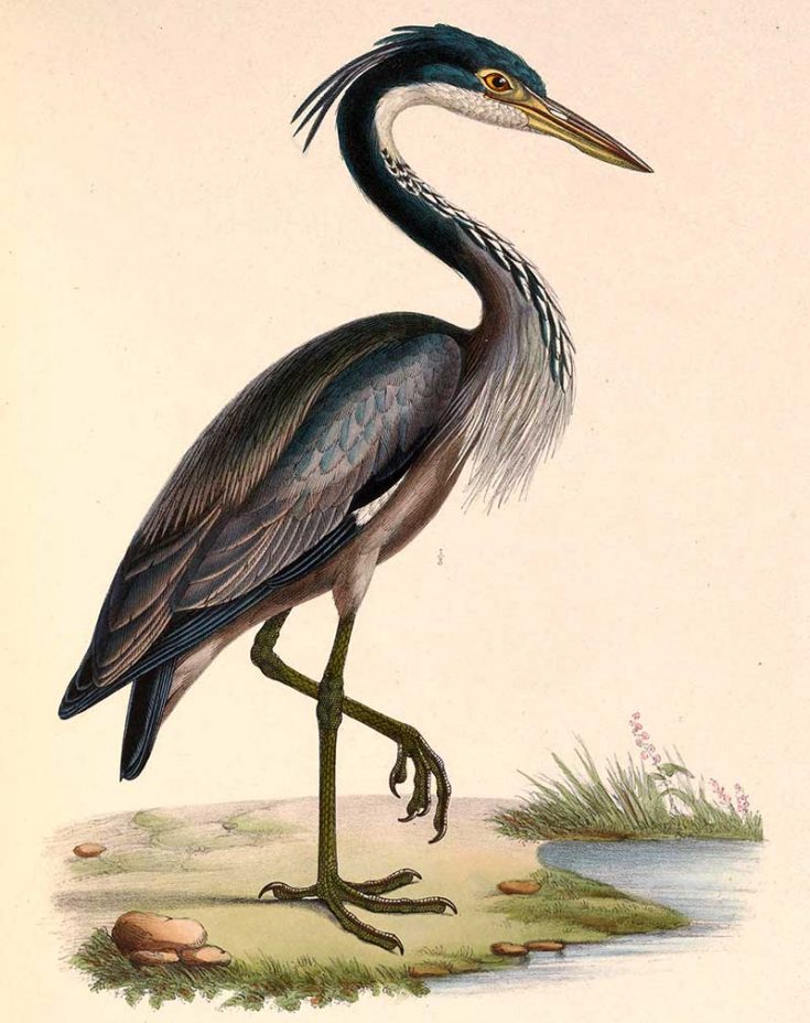 18 Stunning Vintage Heron Prints & Illustrations For Decor - Picture ...