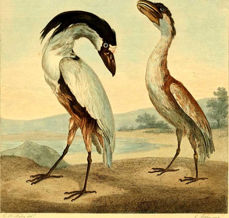 18 Stunning Vintage Heron Prints & Illustrations For Decor - Picture ...