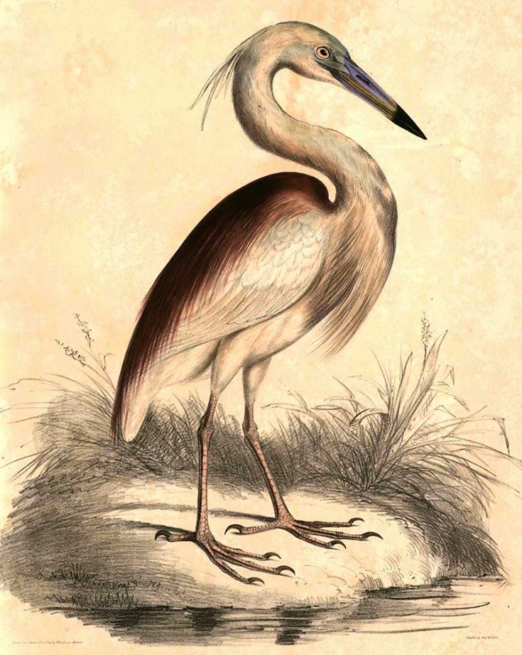 18 Stunning Vintage Heron Prints & Illustrations For Decor - Picture ...