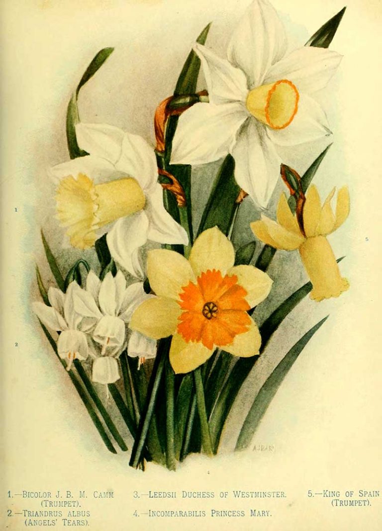 Free Vintage Daffodil Flower Drawings & Pictures In The Public Domain ...
