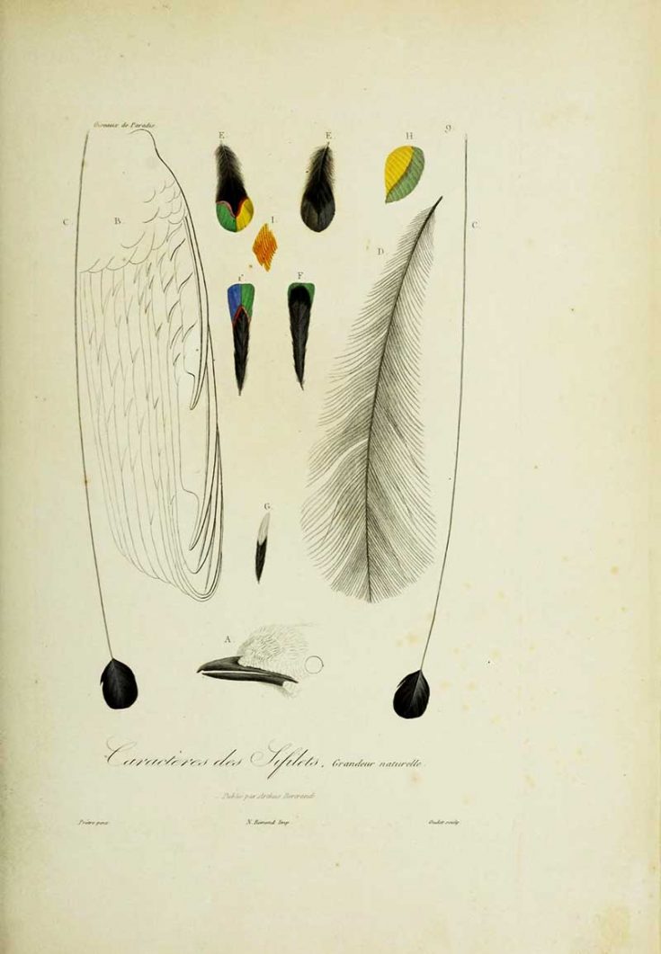 Free Colorful Vintage Illustrations Of Feathers And Plumage - Picture ...