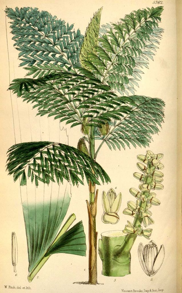 21 Fantastic Botanical Palm Tree Illustrations To Print - Picture Box Blue