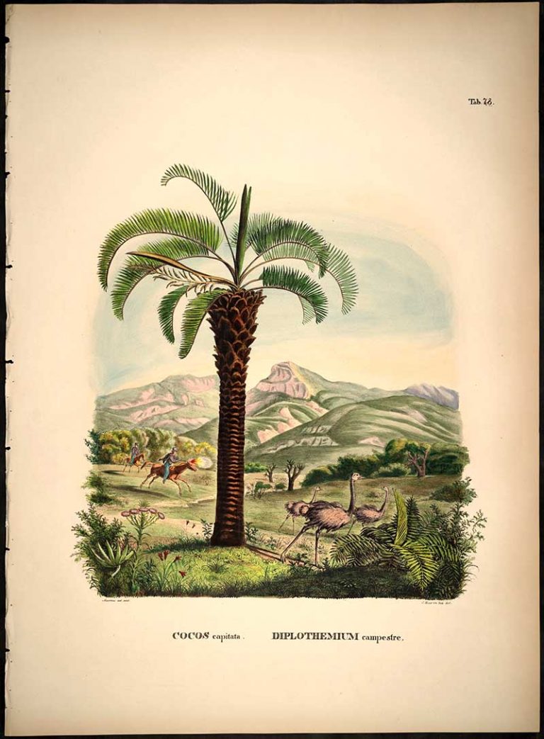 21 Fantastic Botanical Palm Tree Illustrations To Print - Picture Box Blue